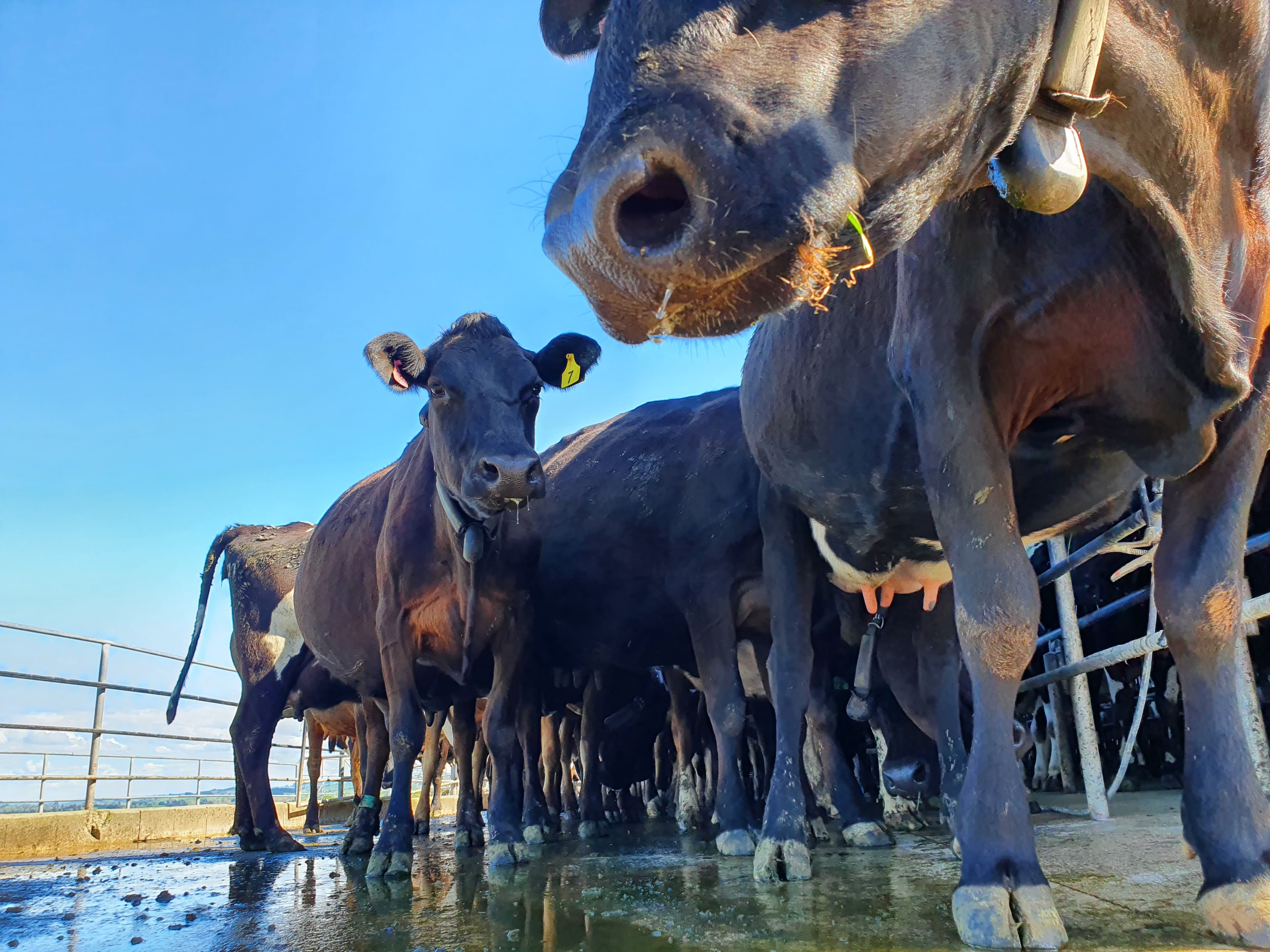 On the Farm - a wrap of farming conditions around NZ episode of Country ...