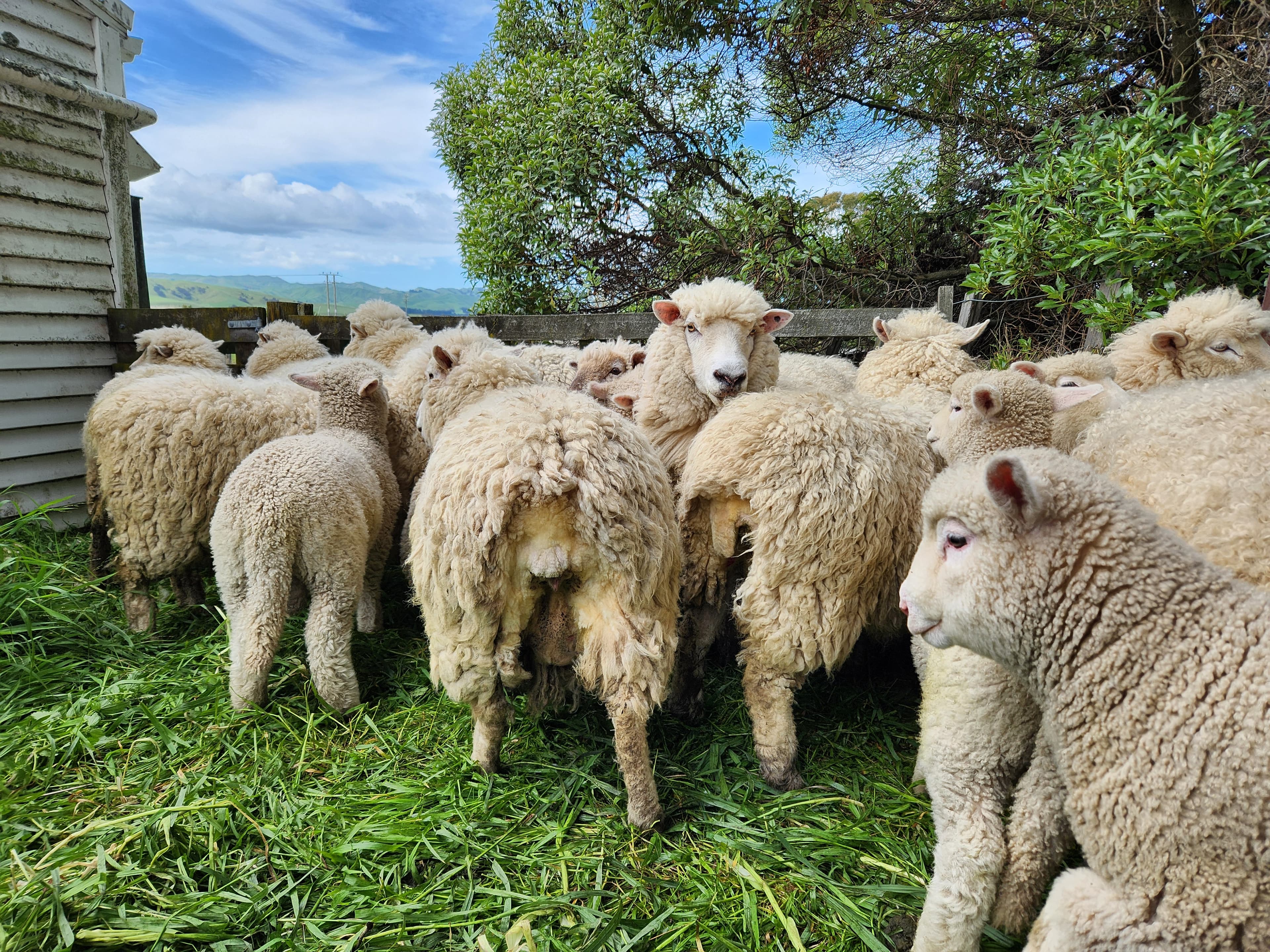 Country Life podcast | RNZ