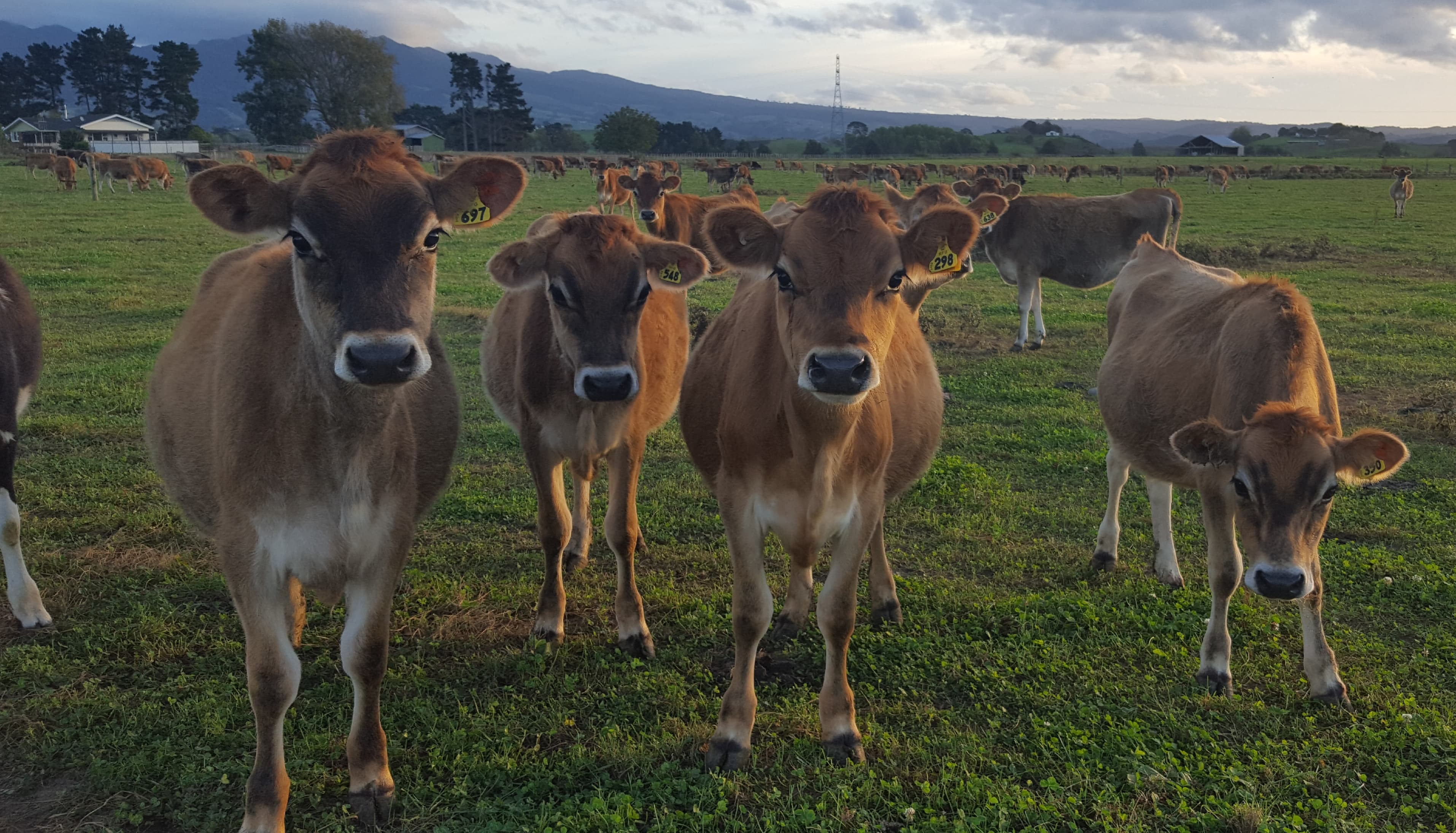 On the Farm - a wrap of farming conditions around NZ episode of Country ...