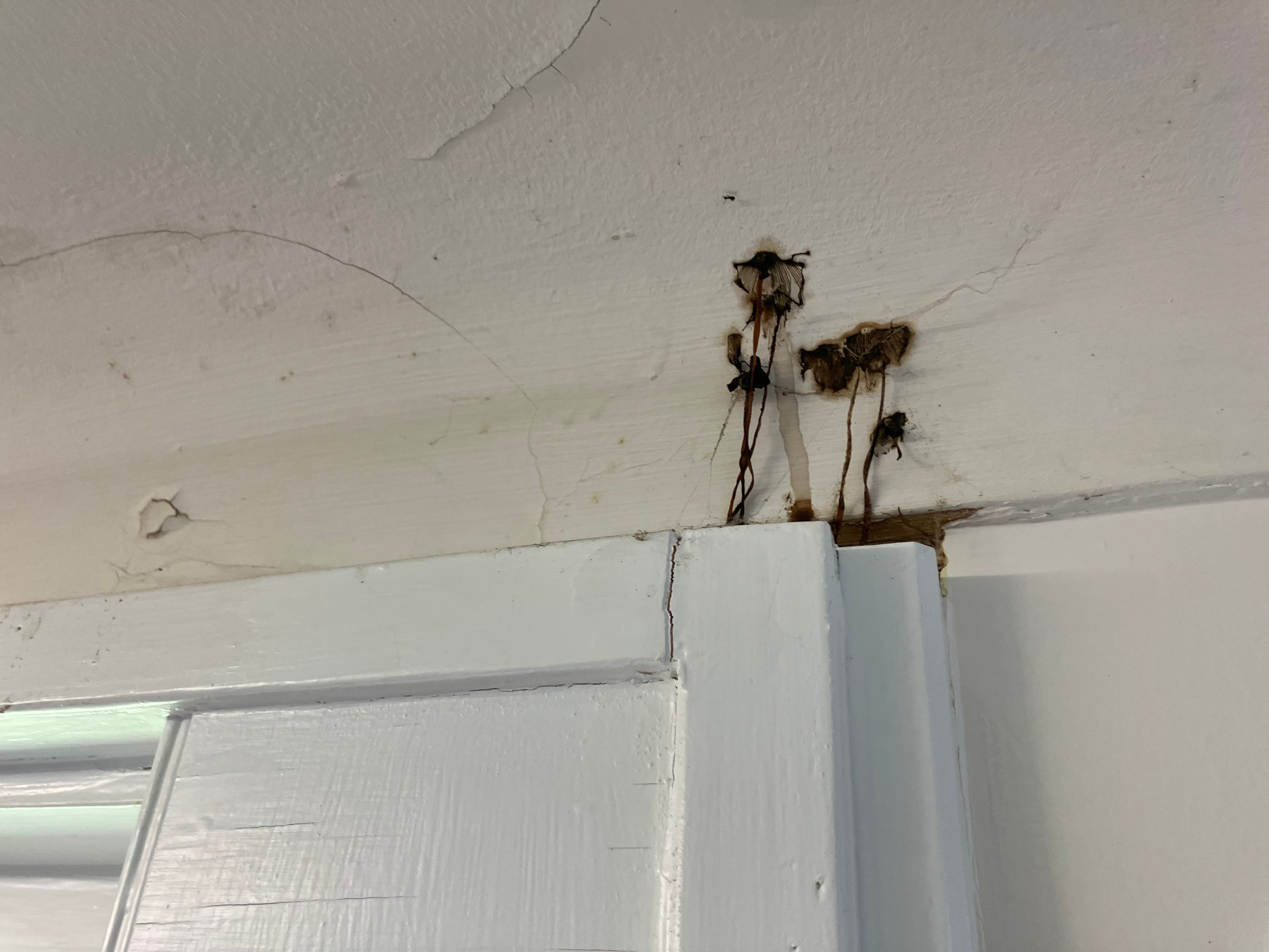 Mould, mushrooms and musty classrooms episode of The Detail | RNZ
