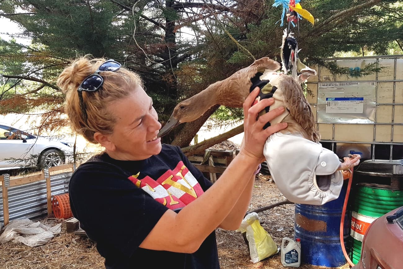 All hands on duck at North Canterbury bird sanctuary episode of Country ...