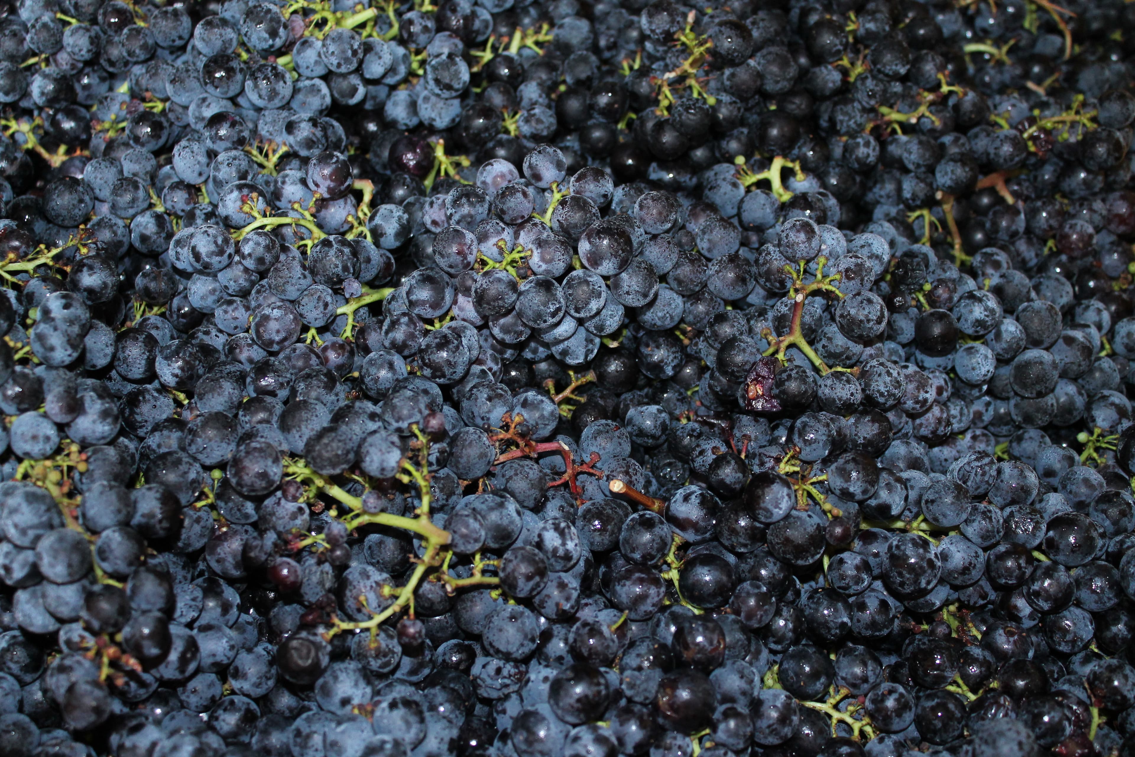 Country Life for 20 May 2022 episode of Country Life | RNZ