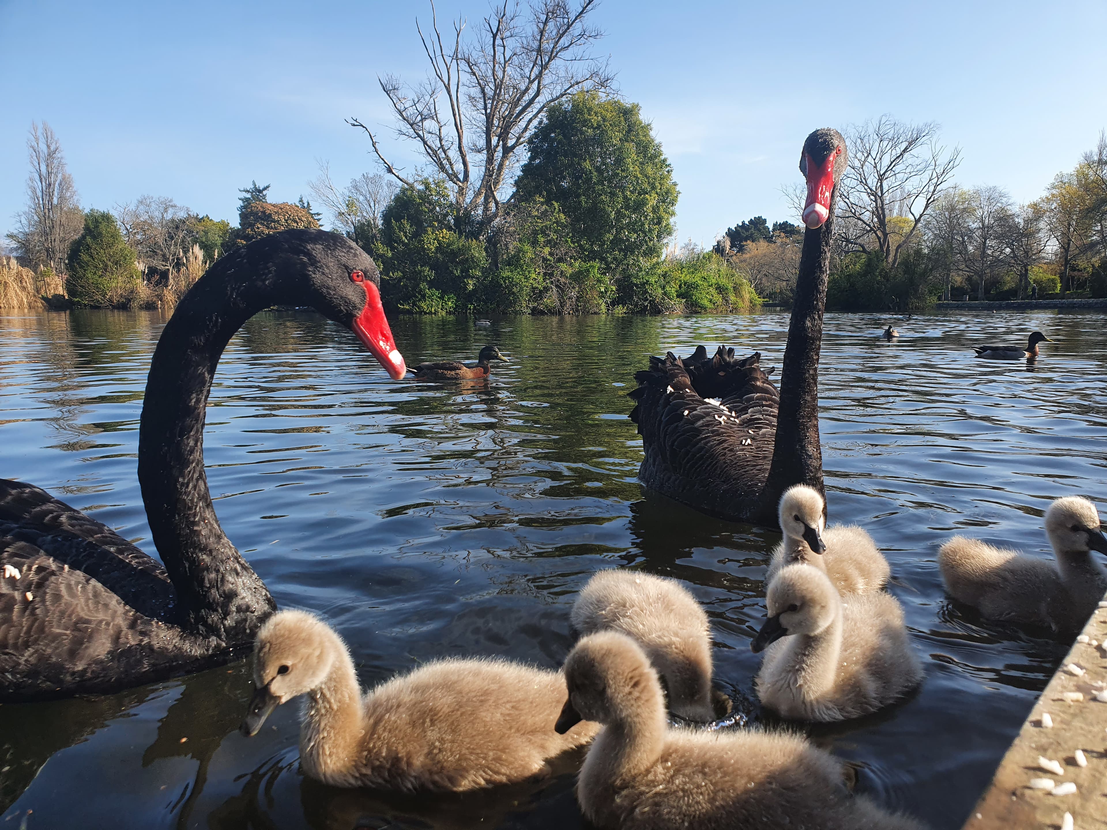 On the Farm - a wrap of farming conditions around NZ episode of Country ...