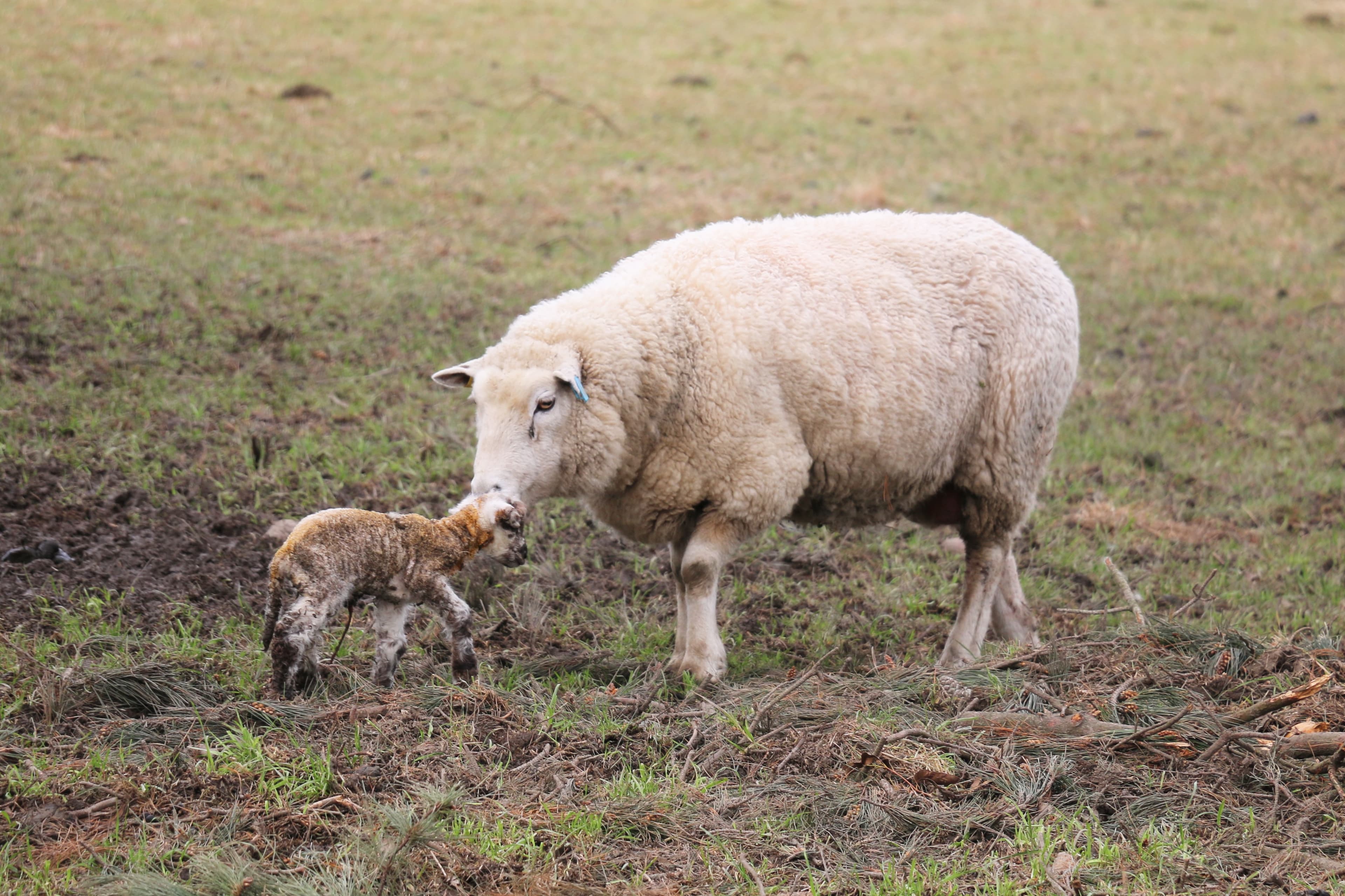 On the Farm - a wrap of farming conditions around NZ episode of Country ...