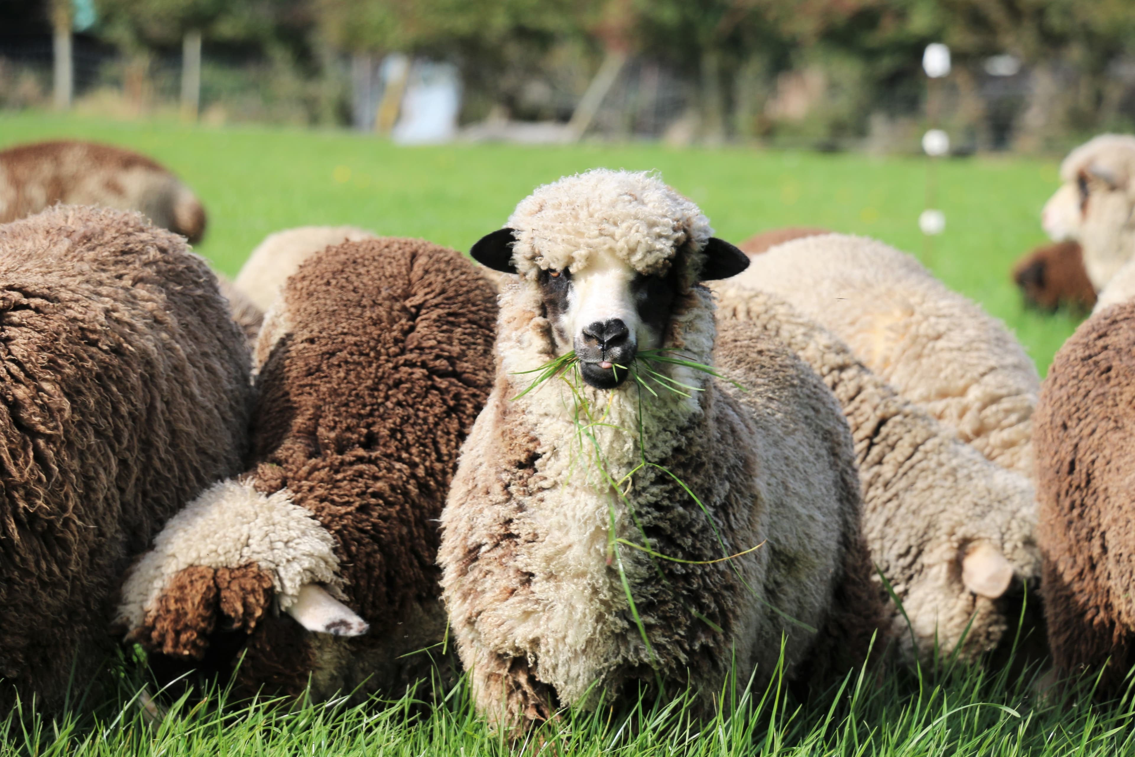 Oxford sheep farmers spin a good yarn episode of Country Life | RNZ
