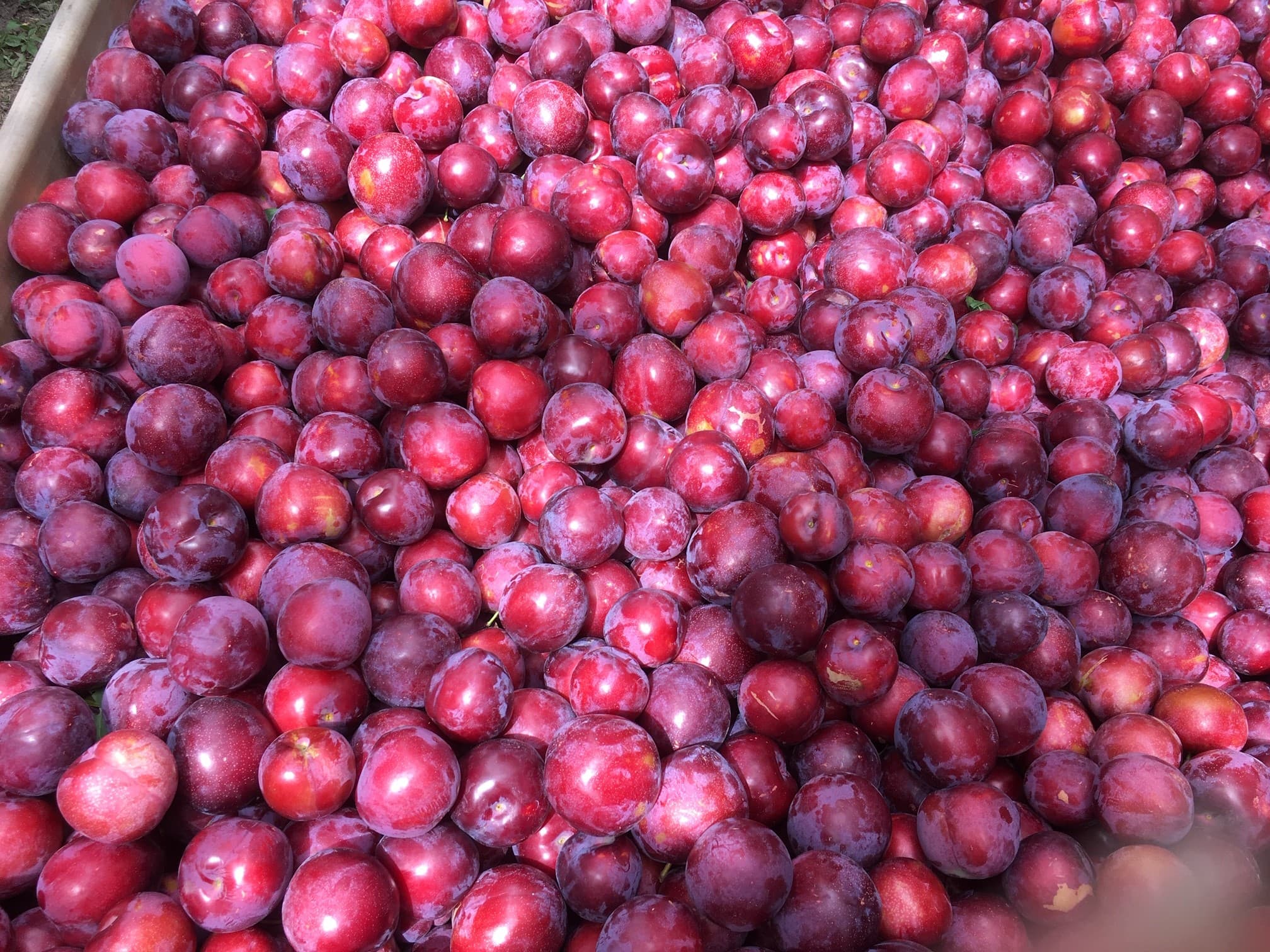 Students Wanted for Orchards episode of Country Life | RNZ