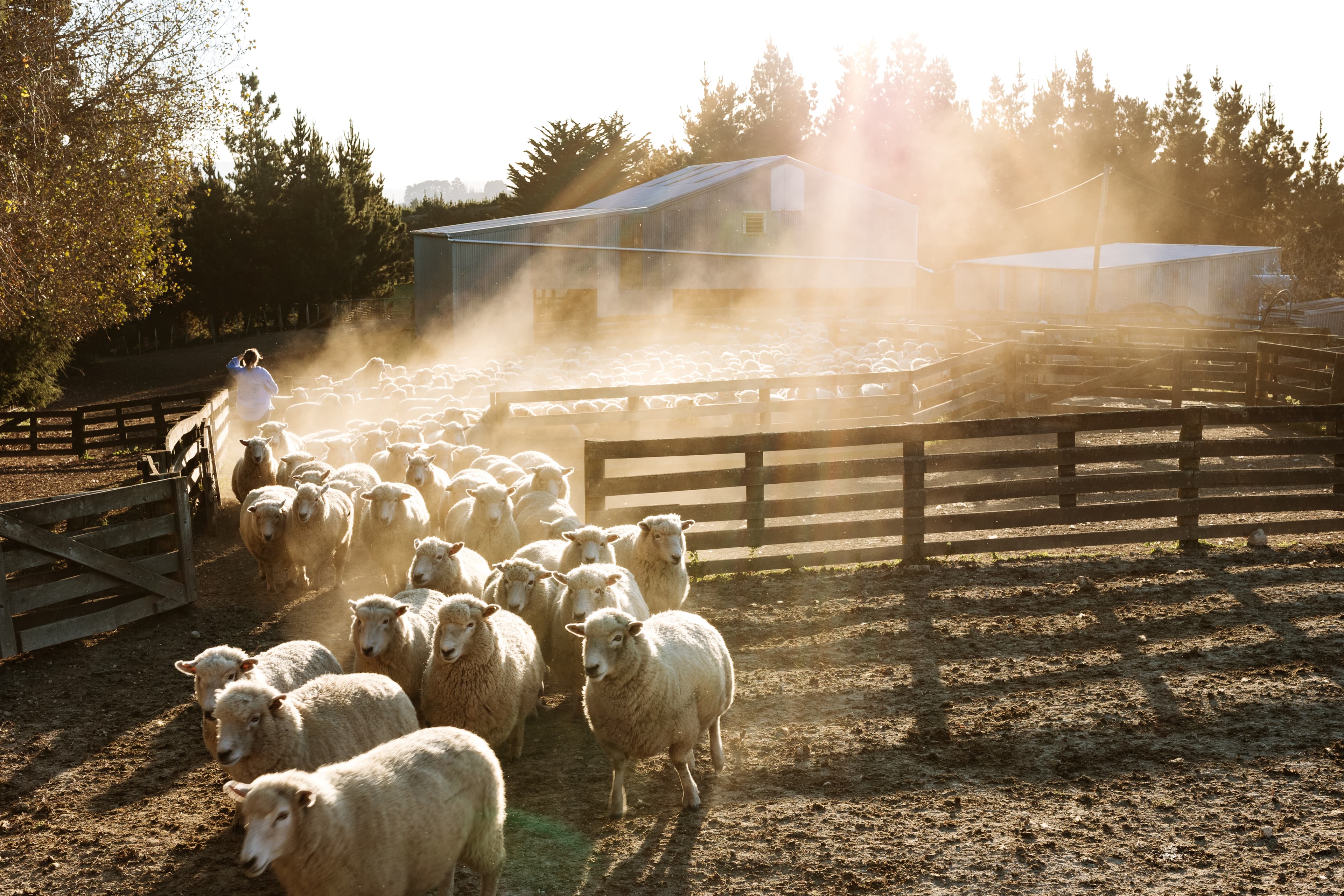 Country Life for Friday 15 March 2024 episode of Country Life | RNZ