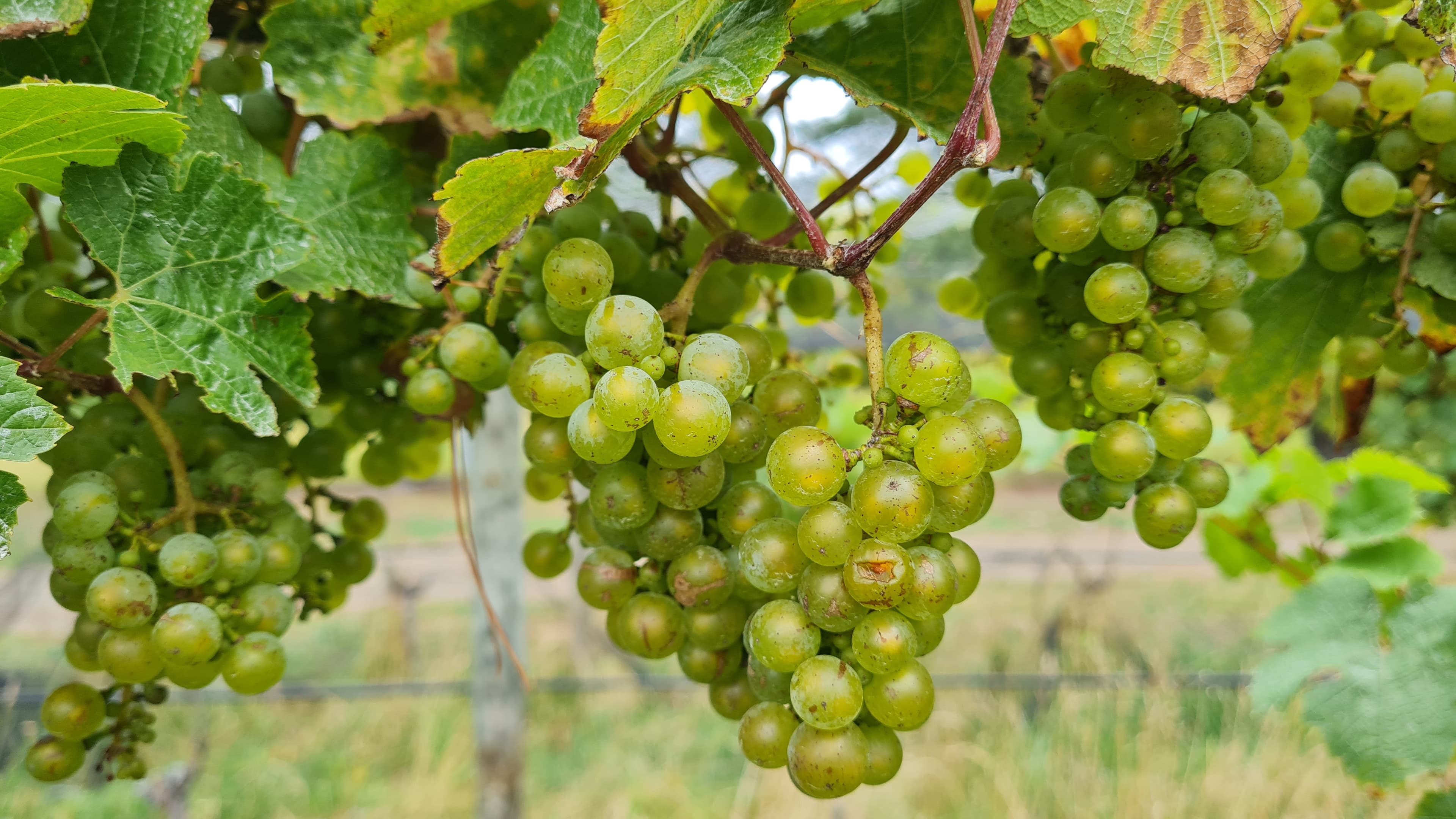 Rural News Wrap for 21 March 2025 episode of Country Life | RNZ