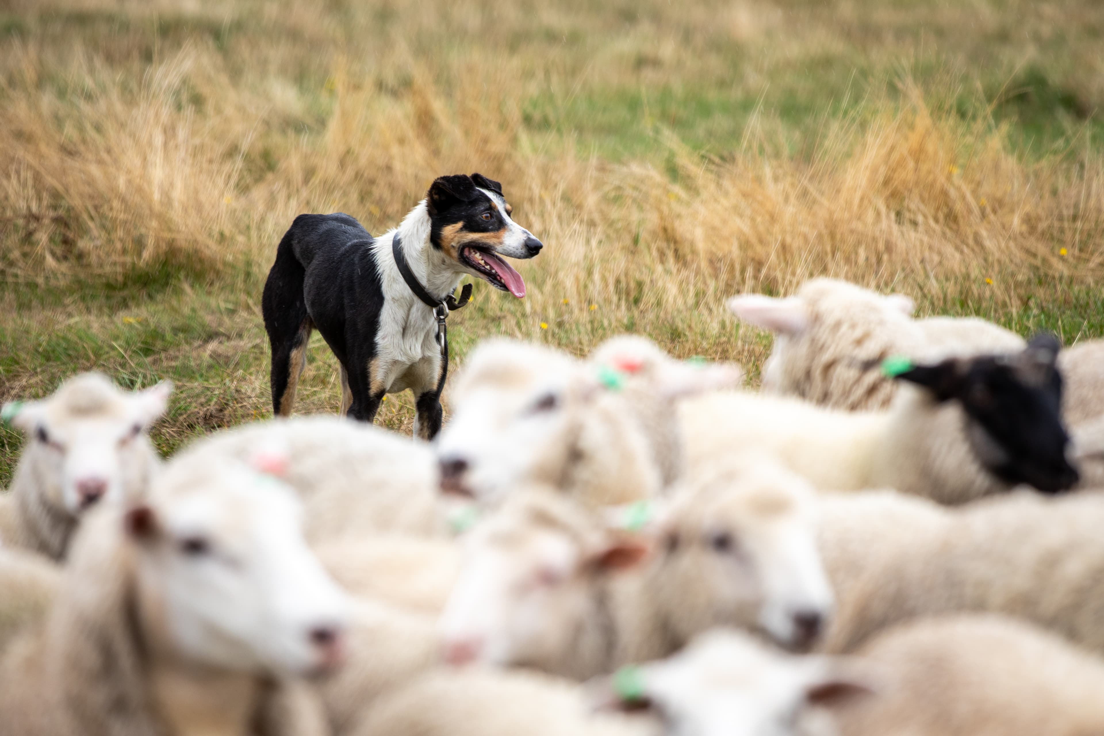 'I don't expect perfection' says farm dog trainer episode of Country ...