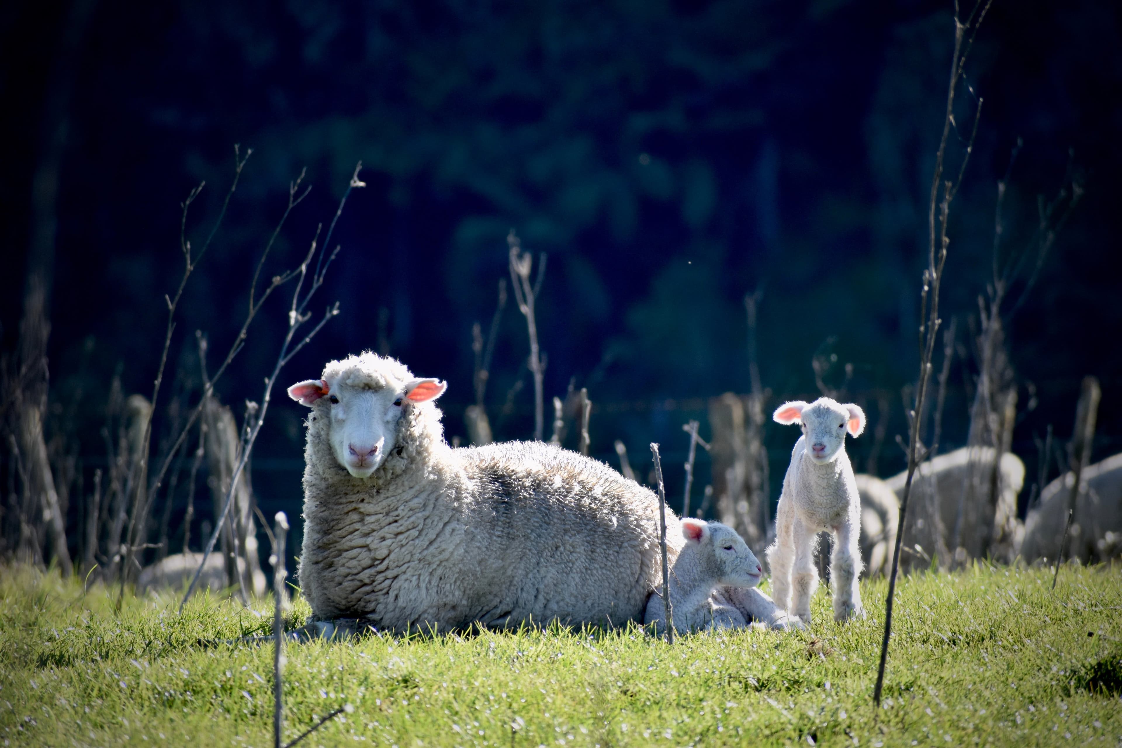 On the Farm - a wrap of farming conditions around NZ episode of Country ...