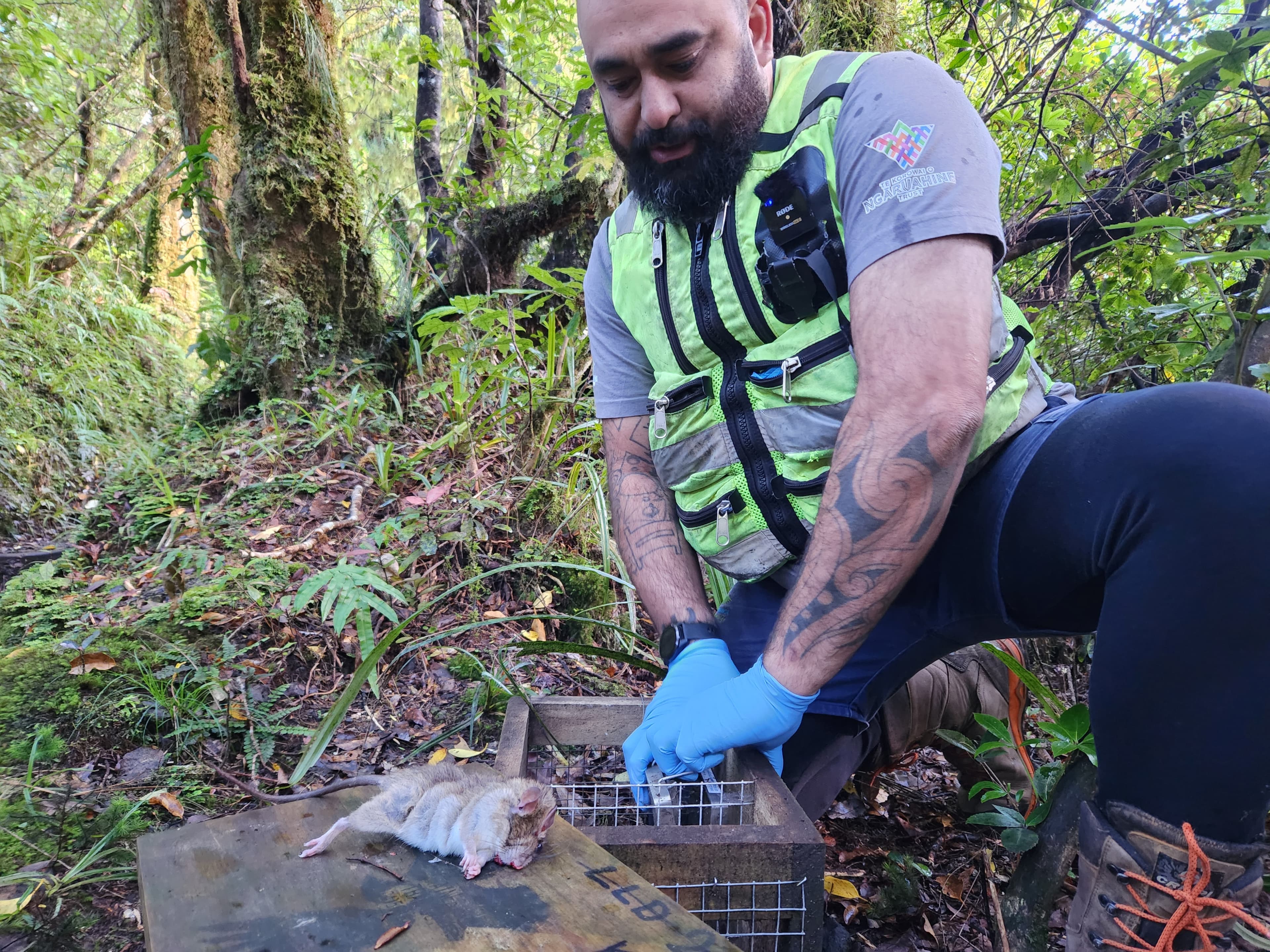 Mt Taranaki ranger Tāne Houston - 'we let the forest talk for itself ...