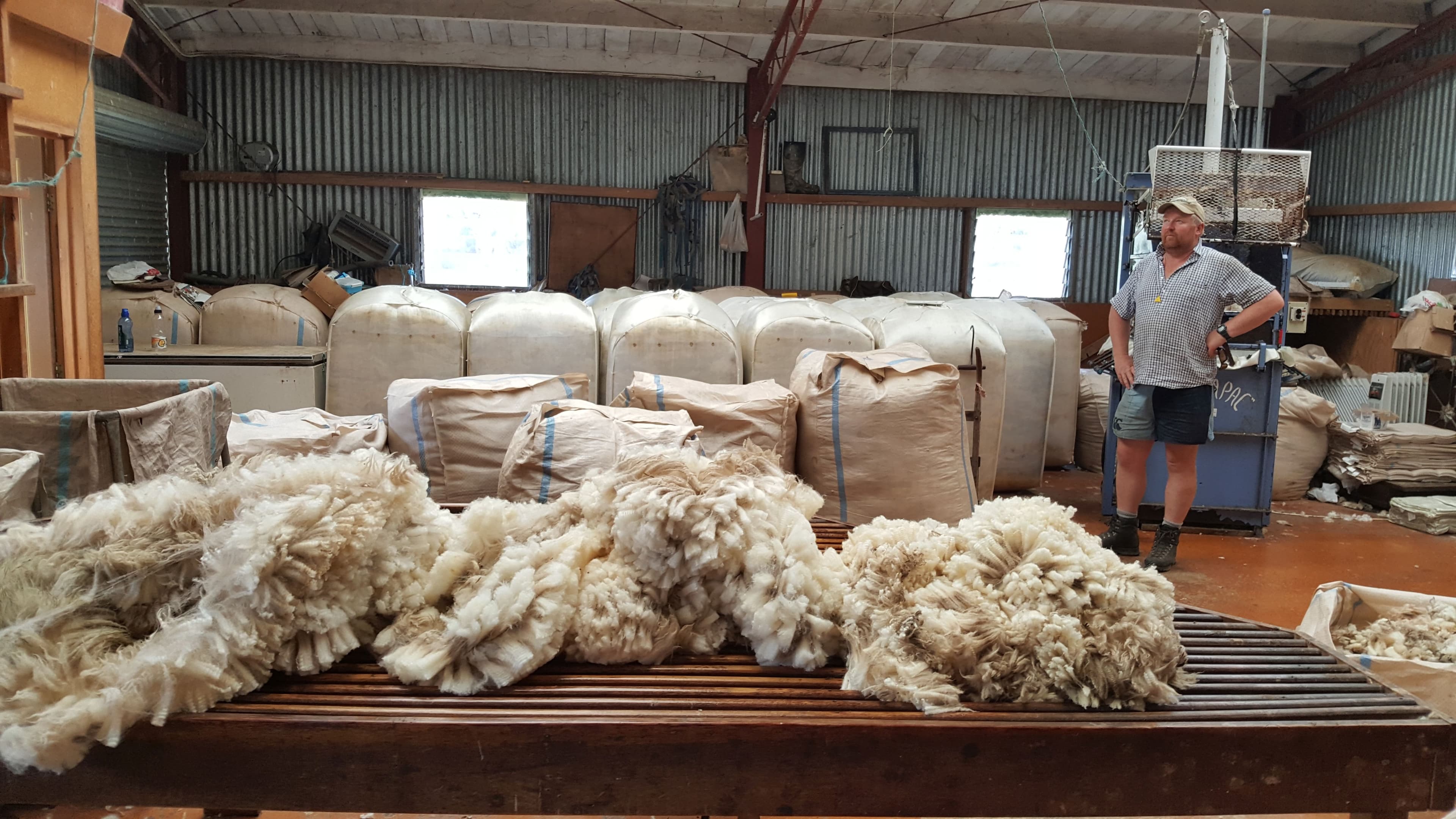 Industry facing shearing shortages episode of Country Life | RNZ