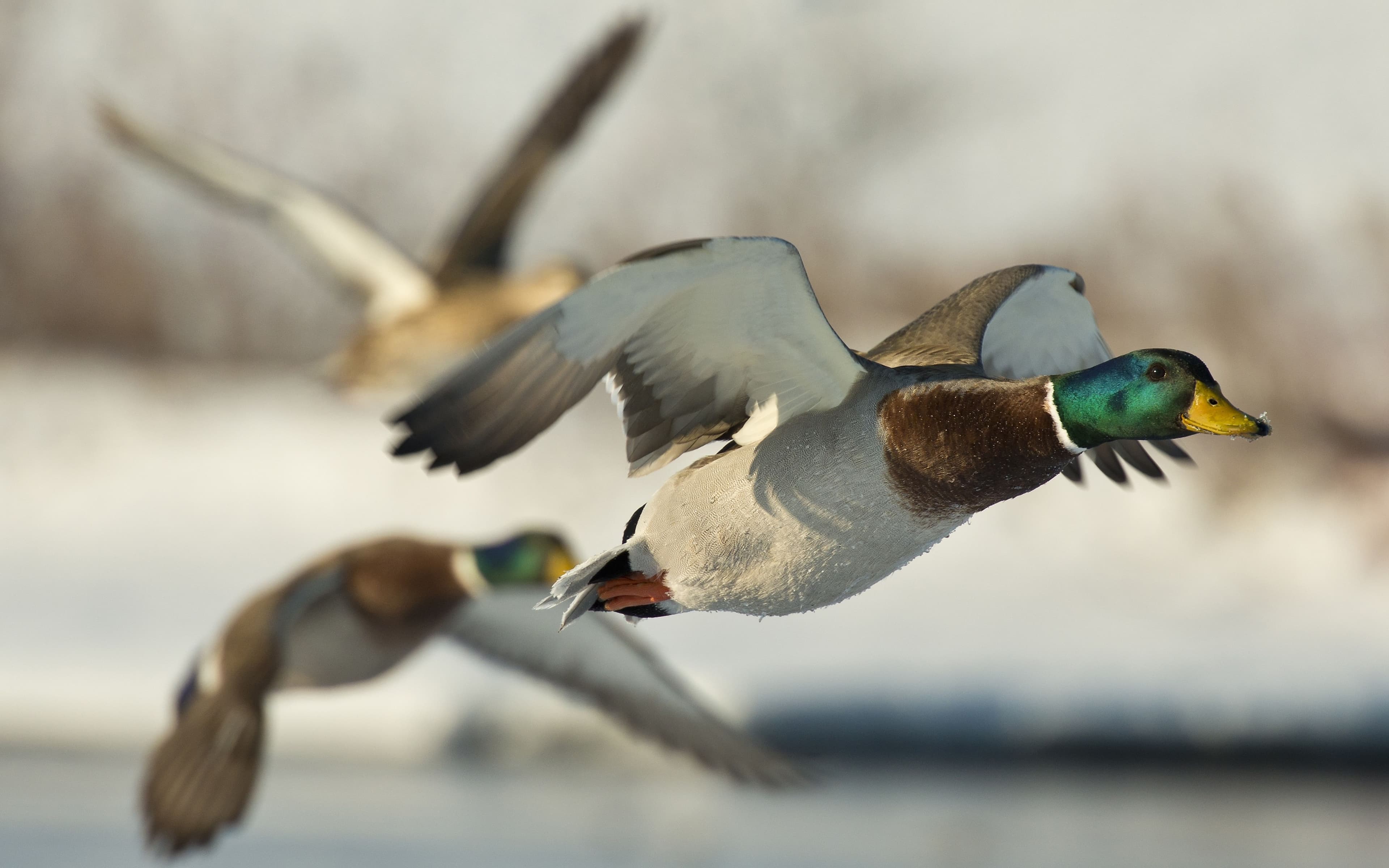 From the Archives - D-Day for Ducks episode of Country Life | RNZ