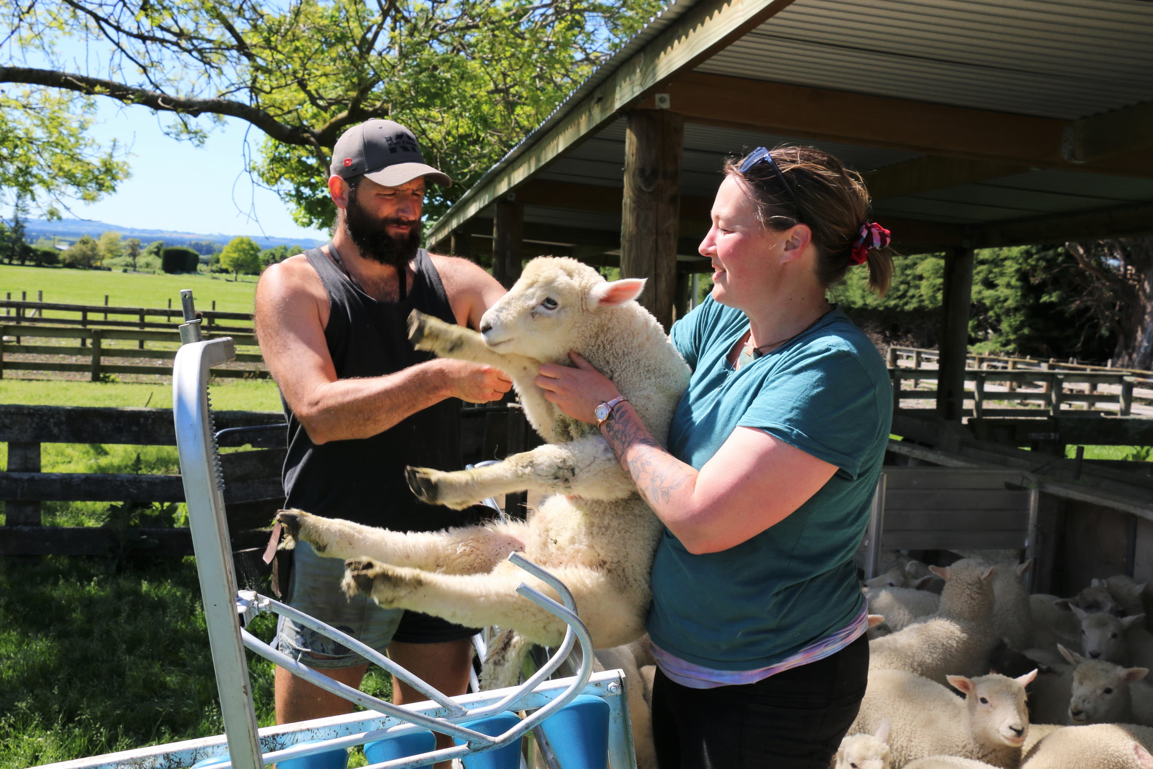 A year on the farm: Tailing the spring lambs episode of Country Life | RNZ