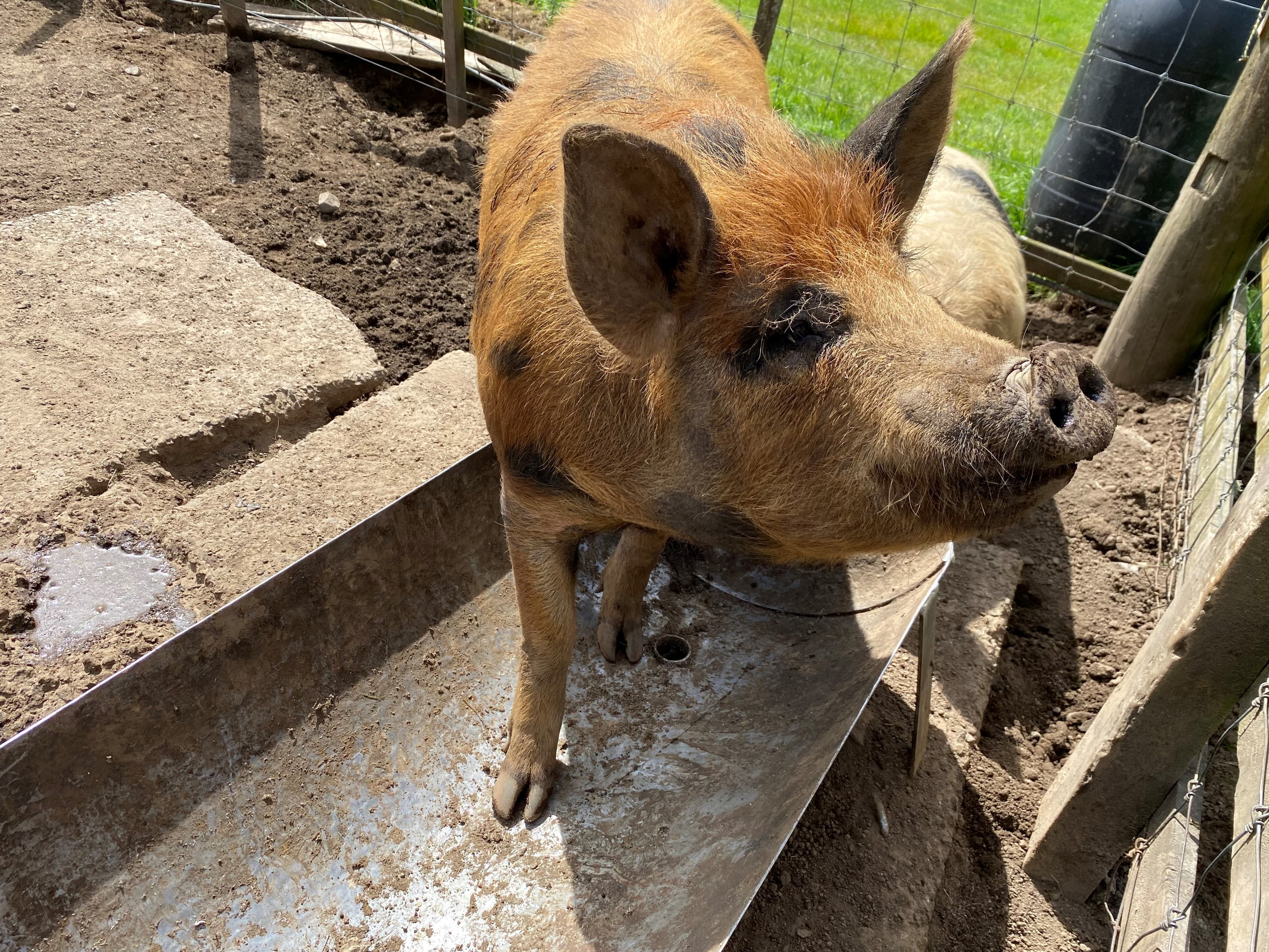 On the Farm - a wrap of farming conditions around NZ episode of Country ...