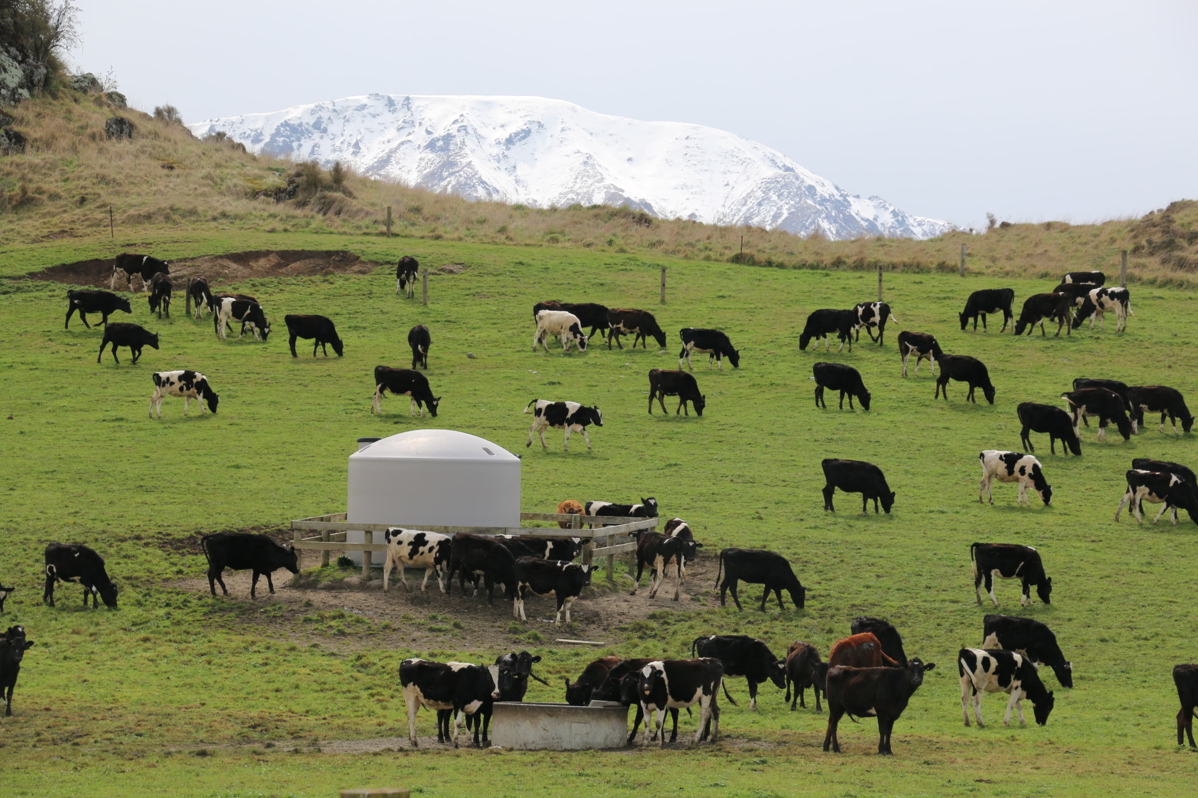 On the Farm - a wrap of farming conditions around NZ episode of Country ...