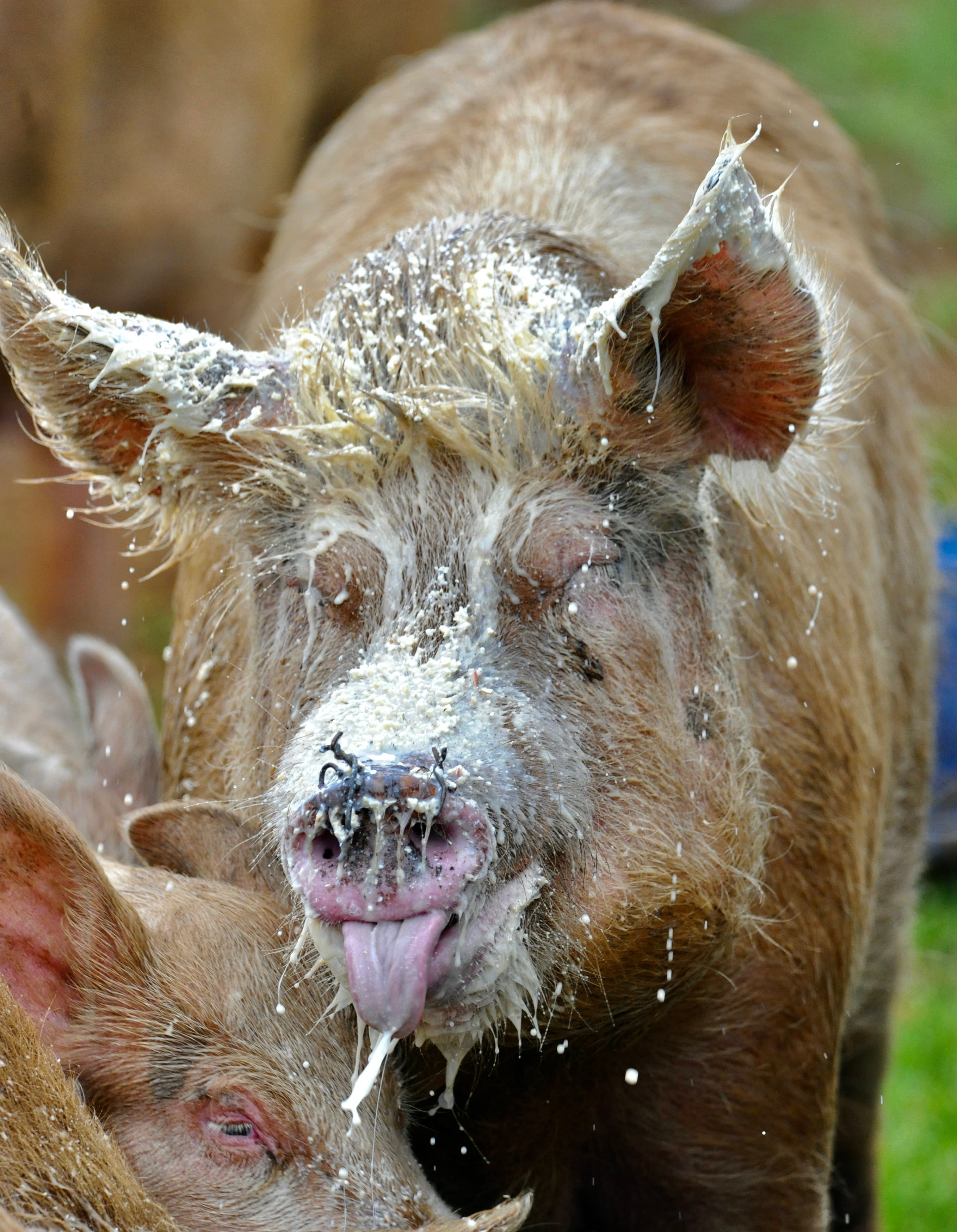 On the Farm - a wrap of farming conditions around NZ episode of Country ...