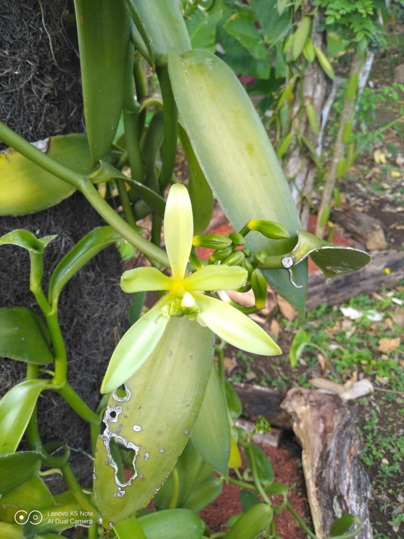 Entrepreneurship scheme for Ni-Vanuatu seasonal workers a Pacific first ...