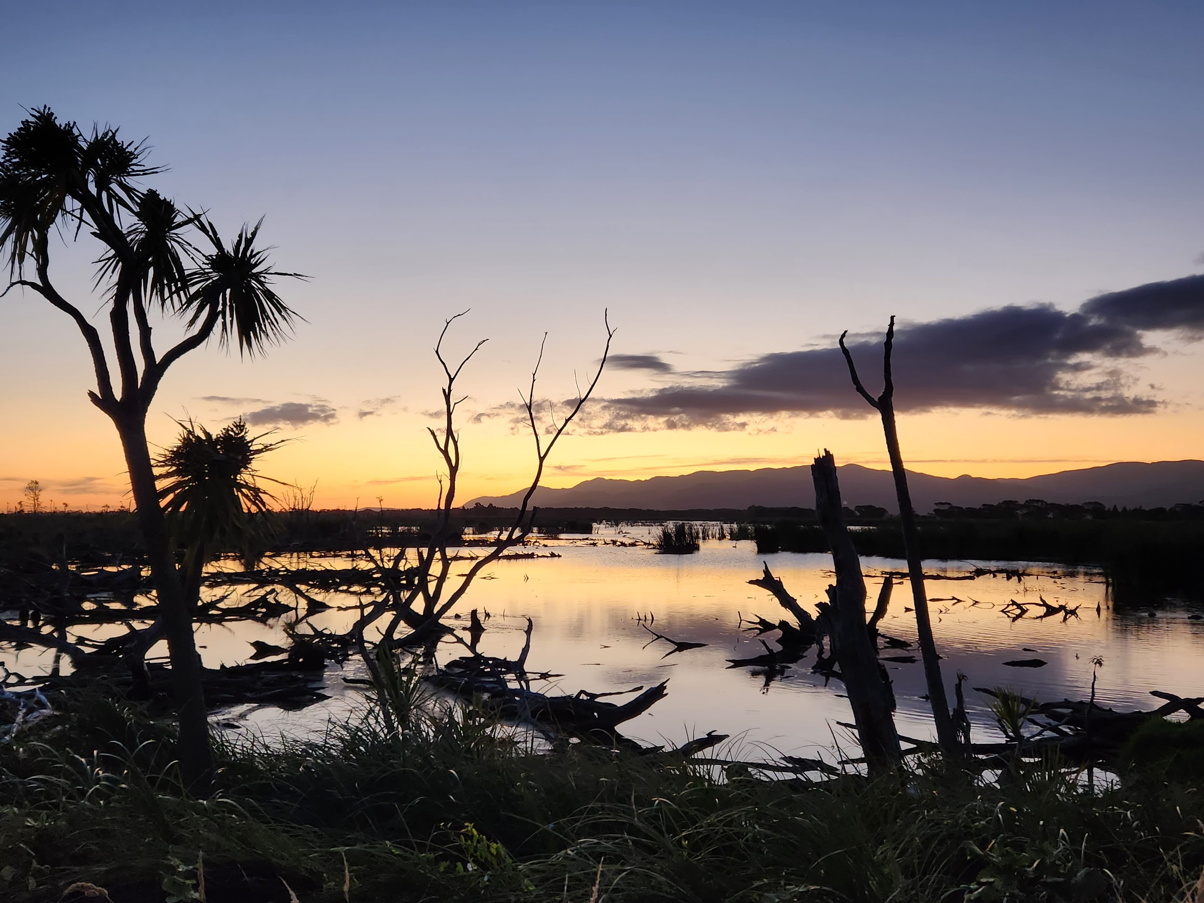 Rare bird returns to Wairarapa wetlands episode of Country Life | RNZ